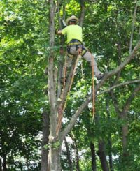 When And Why to Perform Tree Bracing - Dave Lund Tree Service and ...