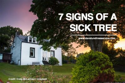 7 Signs of A Sick Tree - Dave Lund Tree Service and Forestry Co Ltd.