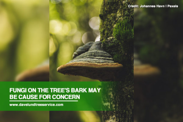 7 Signs of A Sick Tree - Dave Lund Tree Service and Forestry Co Ltd.