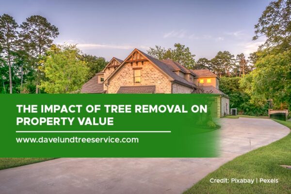 The Impact of Tree Removal on Property Value - Dave Lund Tree Service ...