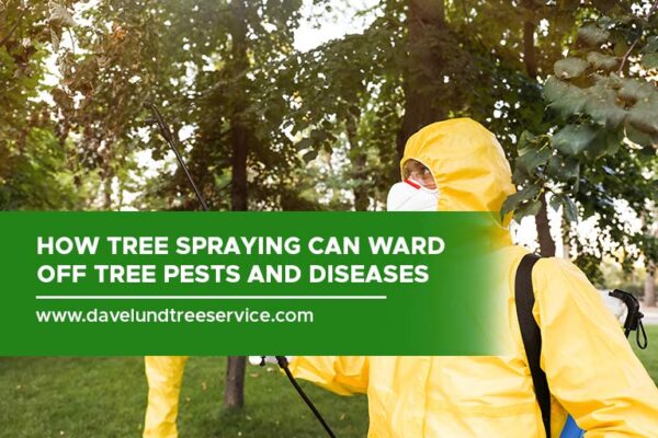 How Tree Spraying Can Ward off Tree Pests and Diseases - Dave Lund Tree ...